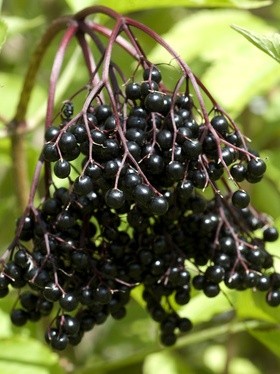 Holunderbeeren-Sirup